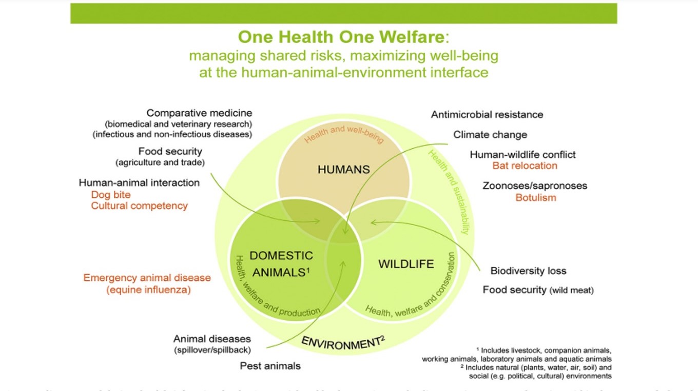 One Health | Facultad de Ciencias de la Vida UNAB